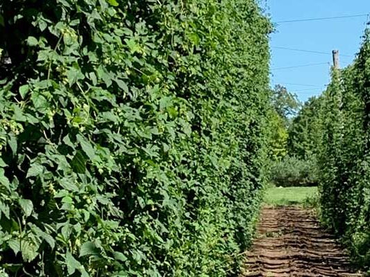 Alexander Farms - Hop Growers of Michigan